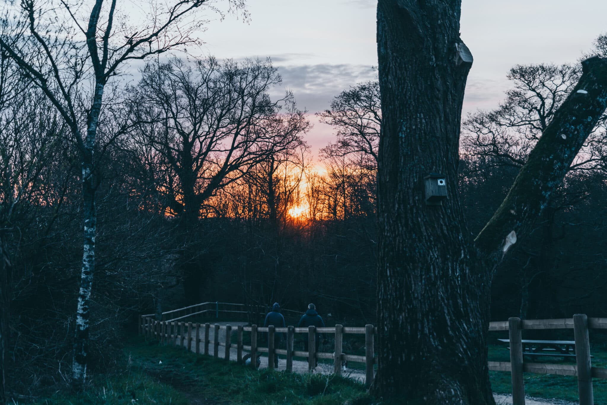 Pegasus Ultra Running